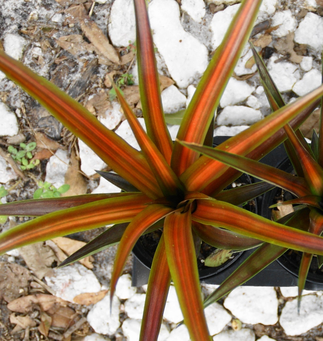 PINEAPPLE PLANT - Red Spineless Pineapple - Ornamental - 6"- 13 ...