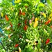 Siling Labuyo RARE Filipino Chili Pepper Seeds Free Shipping the ...