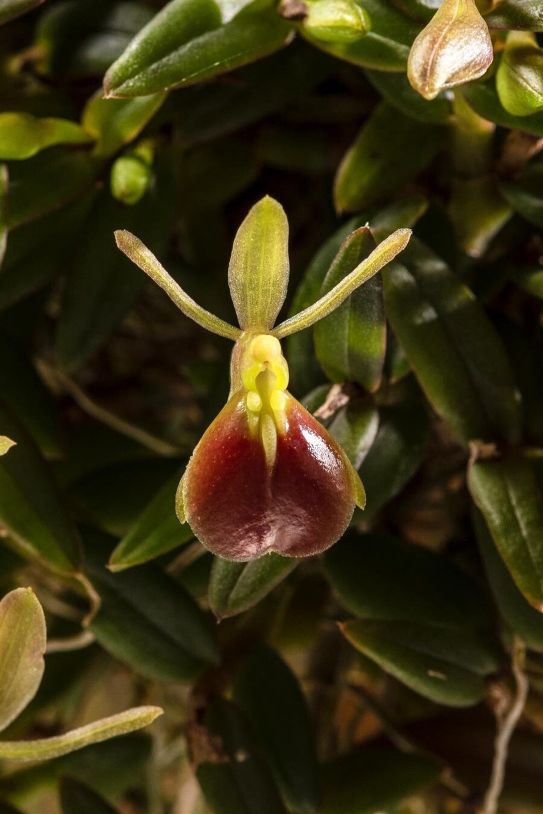 ORCHID Plant - Epi Porpax- 2" Pot - RARE Tiny Jewel -epidendrum ...