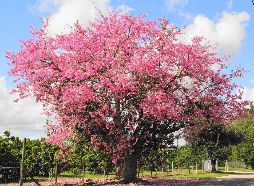 SILK FLOSS Seedling Tree Ceiba Speciosa Produces LARGE Pink and White ...