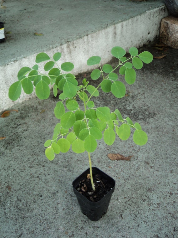 Malunggay Plant The Amazing Benefits Of Malunggay (Moringa)