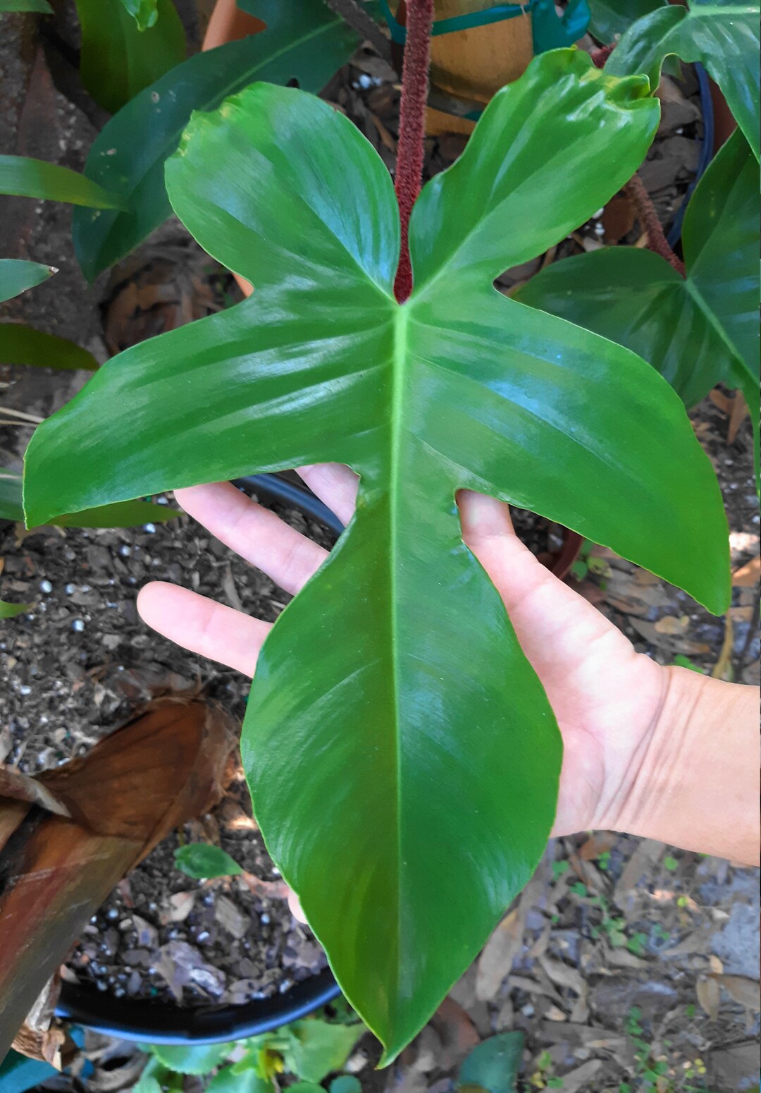 SQUAMIFERUM Philodendron Bare Rooted Cuttings Awesome Red Fuzzy Petiole ...