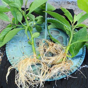Gynura Procumbens Fully ROOTED Cuttings - 2 for 9.99 - Easy to Grow ...
