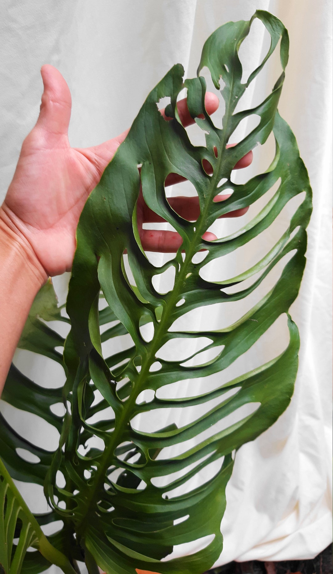 Monstera ESQUELETO - RARE - One Node Cuttings - Super Fenestration ...
