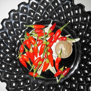 Siling Labuyo - RARE Filipino Chili Pepper Seeds - Free Shipping! - the ...