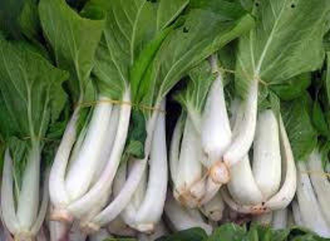 Pechay Seeds 200 Seeds W/ FREE Shipping filipino Variety of - Etsy