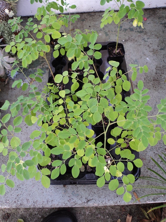 Malunggay Plant The Amazing Benefits Of Malunggay (Moringa)
