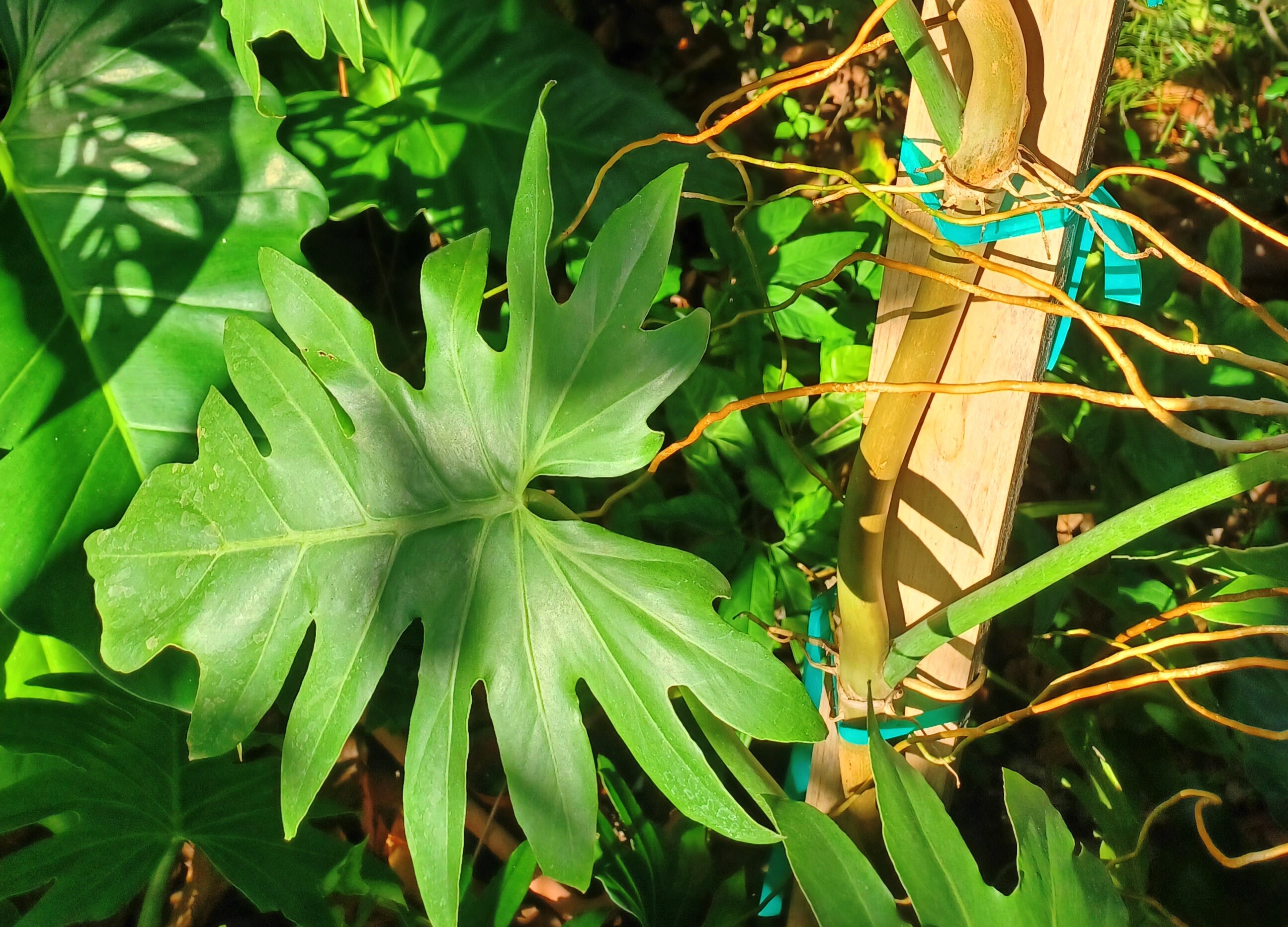 RADIATUM Philodendron One Node Cutting From Mature Plant - Etsy