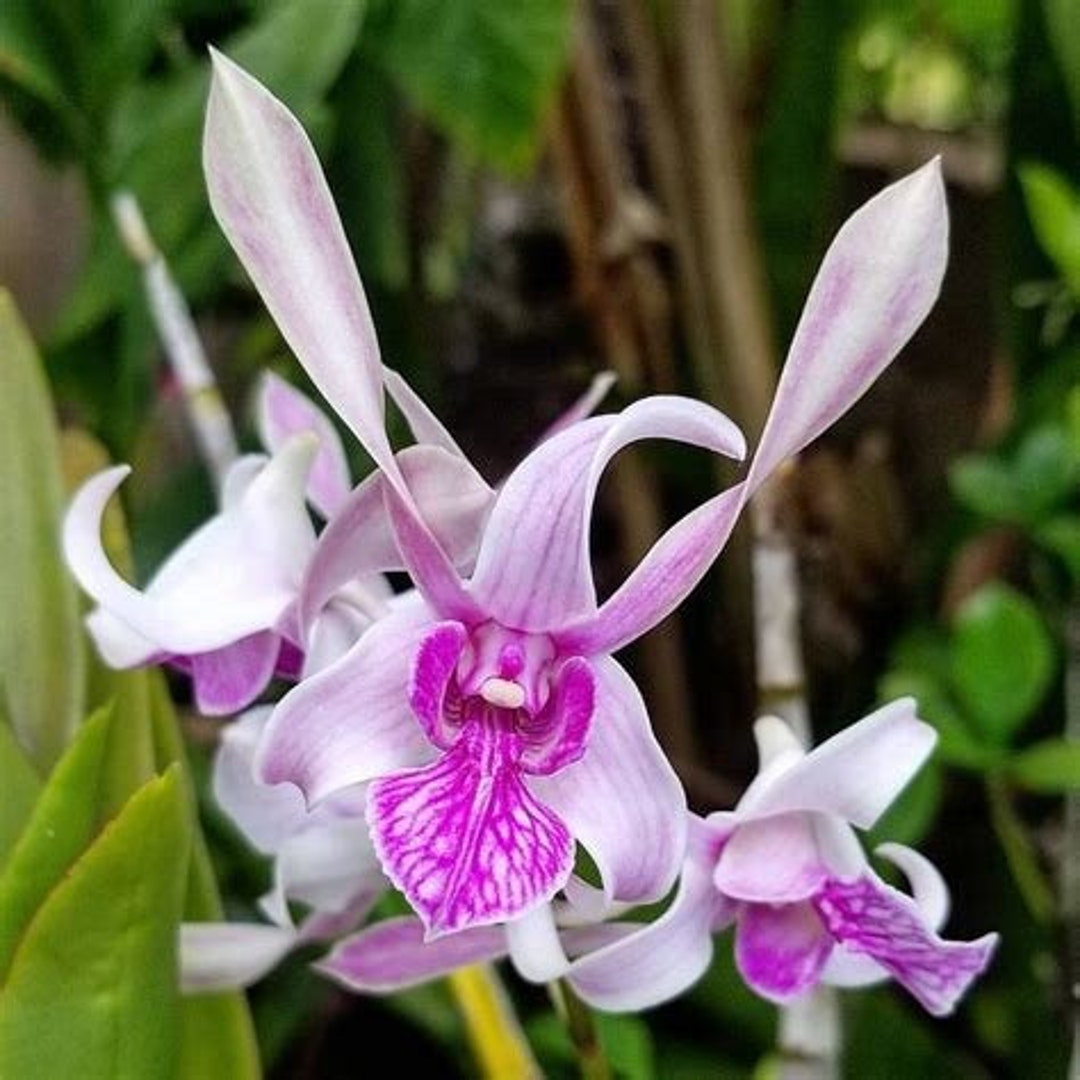 ORCHID Plant Den Lorrie Mortimer 'S&W' Antelope Type 2 Pot Florida ...