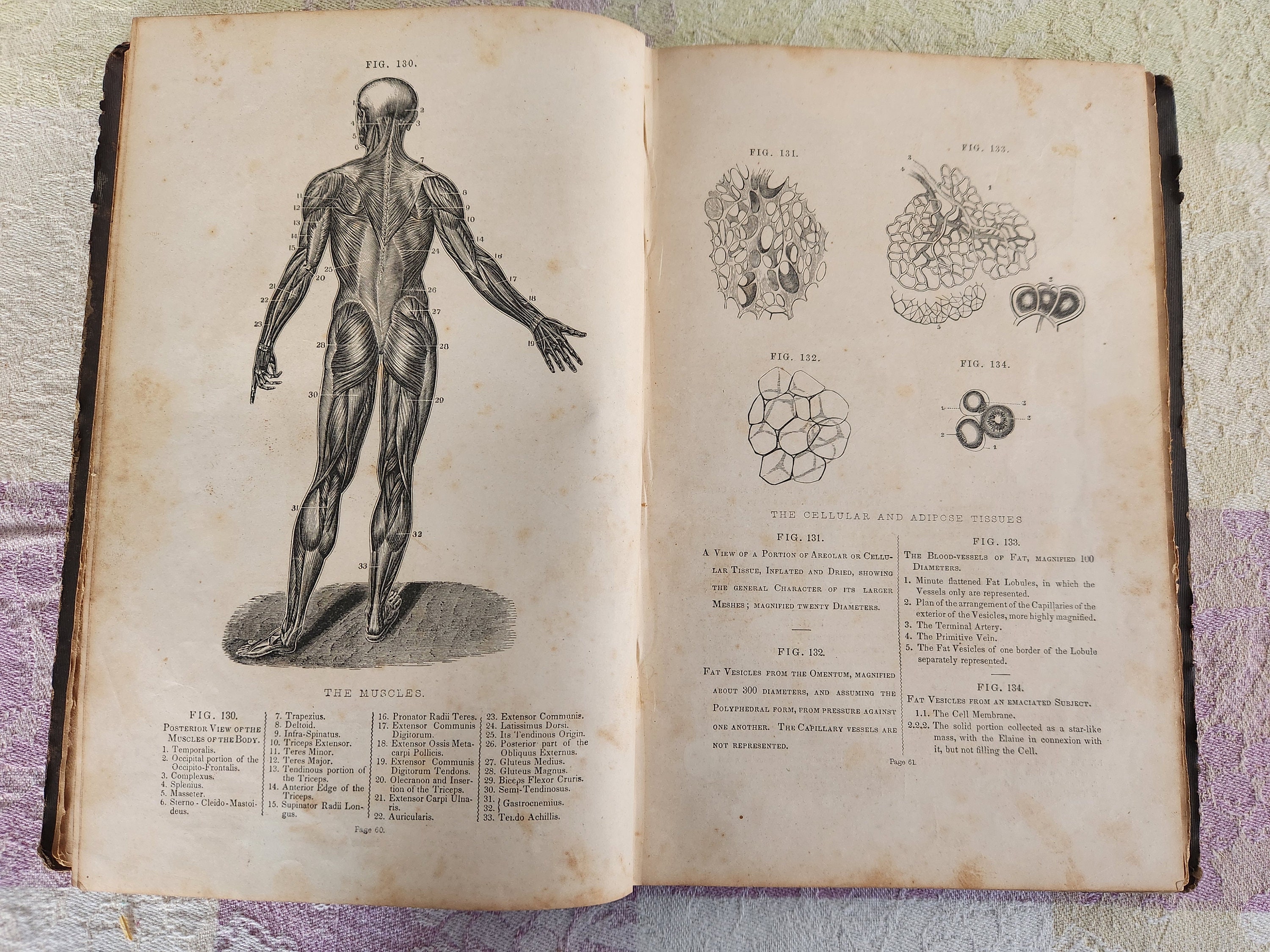 Anatomical Atlas Illustrative of the Structure of the Human - Etsy