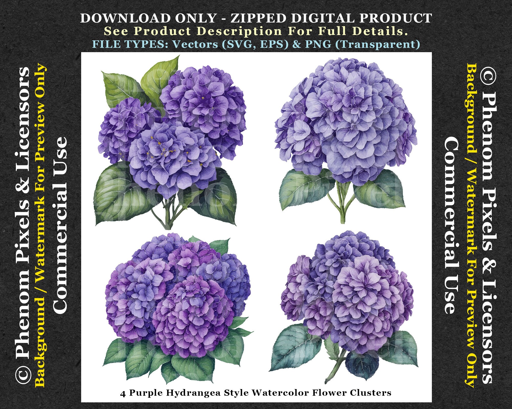 Hydrangea Drawing Vector