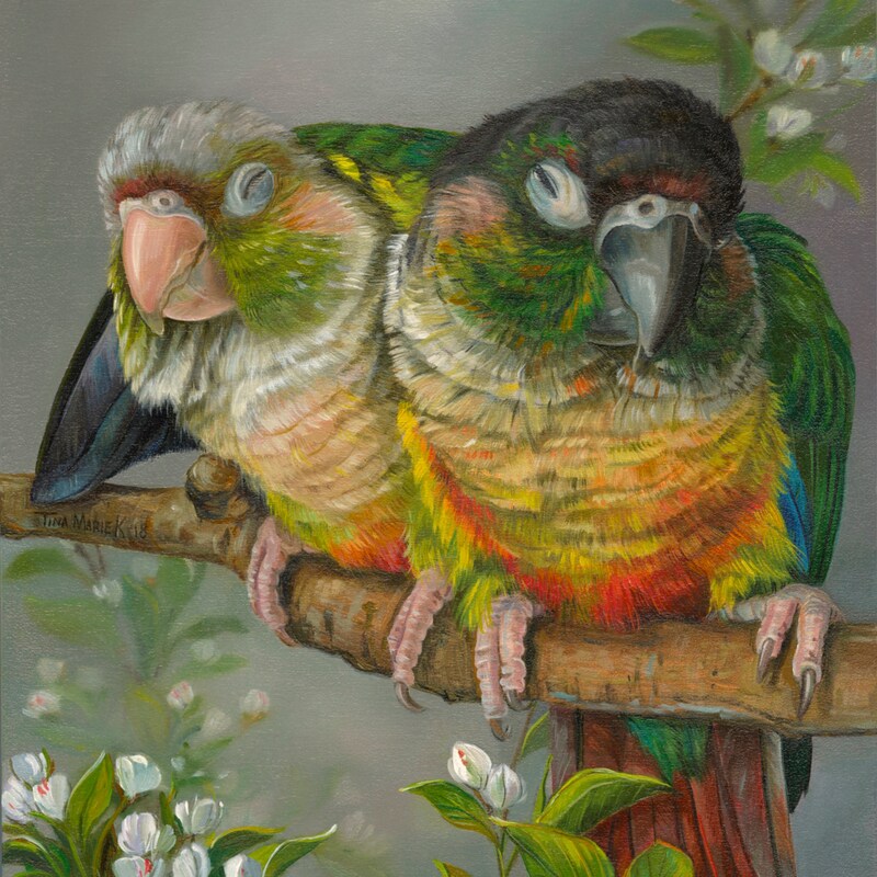 Green Cheek Conure Memorial - Etsy