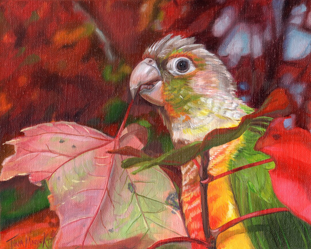 Conure in Tree, Fall Theme - Canvas Print (loose) of My Original ...