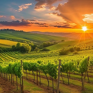 Vineyard Backdrops Italian Vineyard at Sunset Backdrop Green and Orange ...