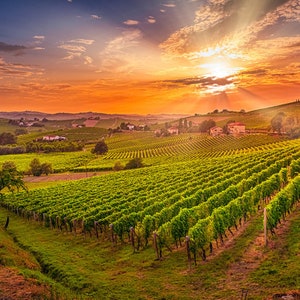 Vineyard Backdrops Italian Vineyard at Sunset Backdrop Green - Etsy