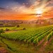 Vineyard Backdrops Italian Vineyard at Sunset Backdrop Green - Etsy