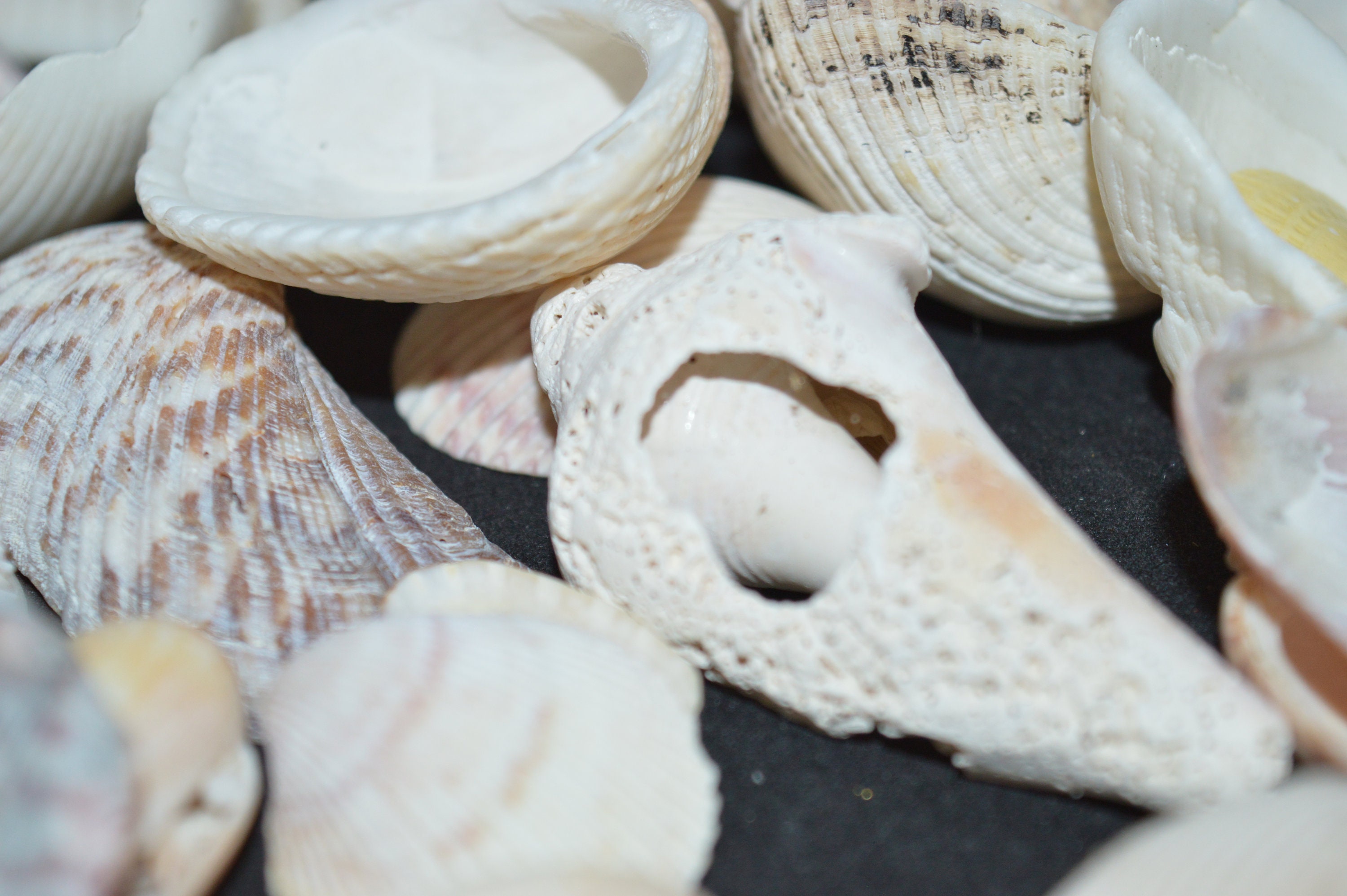 Seashells / Over 21 Oz / Variety / Shells / Crafts / Sea / Ocean ...
