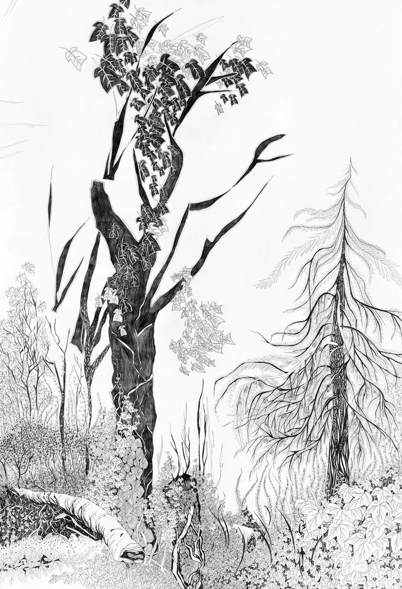 Tree Print Fine Art Print Tree Drawing Autumn Forest Image - Etsy
