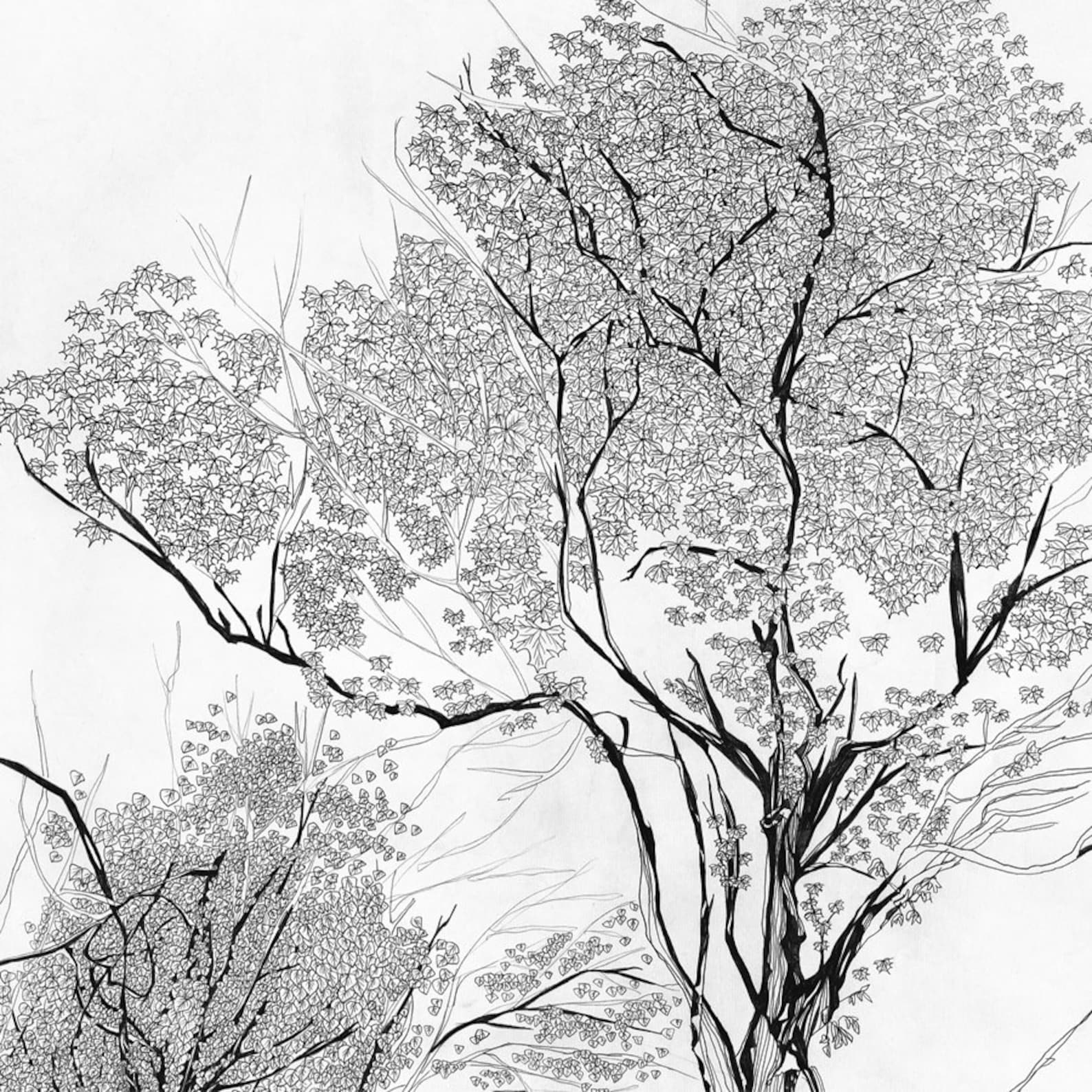 Tree Drawing Fine Art Print Woodland Decor Beautiful Forest | Etsy