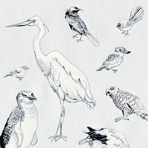 Birds of New Zealand Print, Bird Art Print, Pretty Scientific Drawing ...