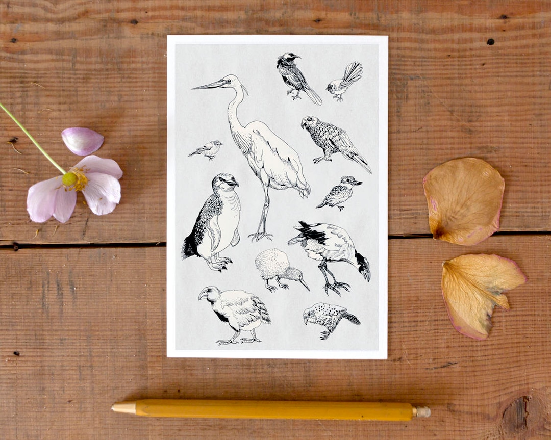 Postcard Birds of New Zealand, Pretty Illustrated Postcard, Wildlife ...