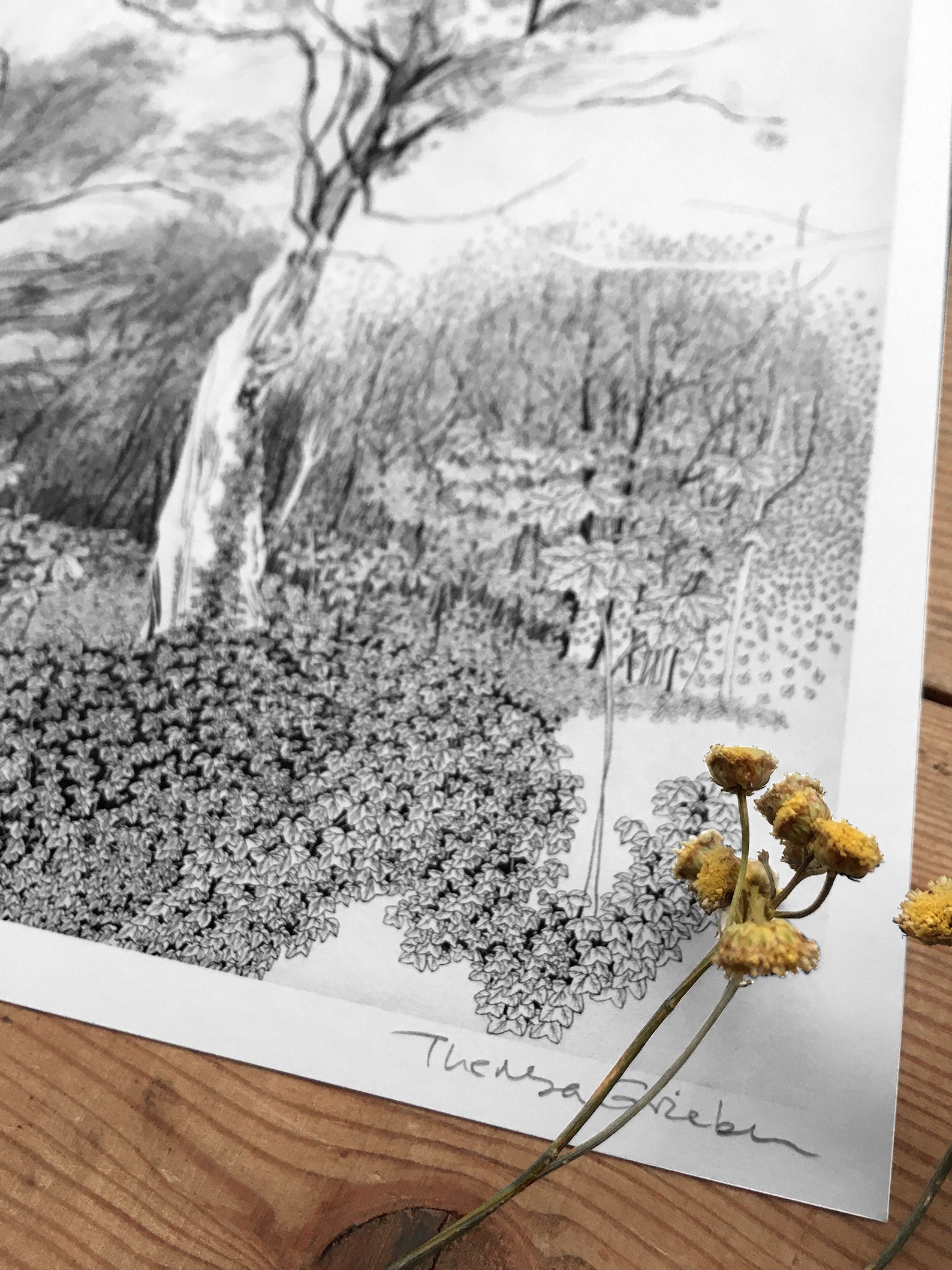 Tree Drawing Fine Art Print Woodland Decor Beautiful Forest | Etsy