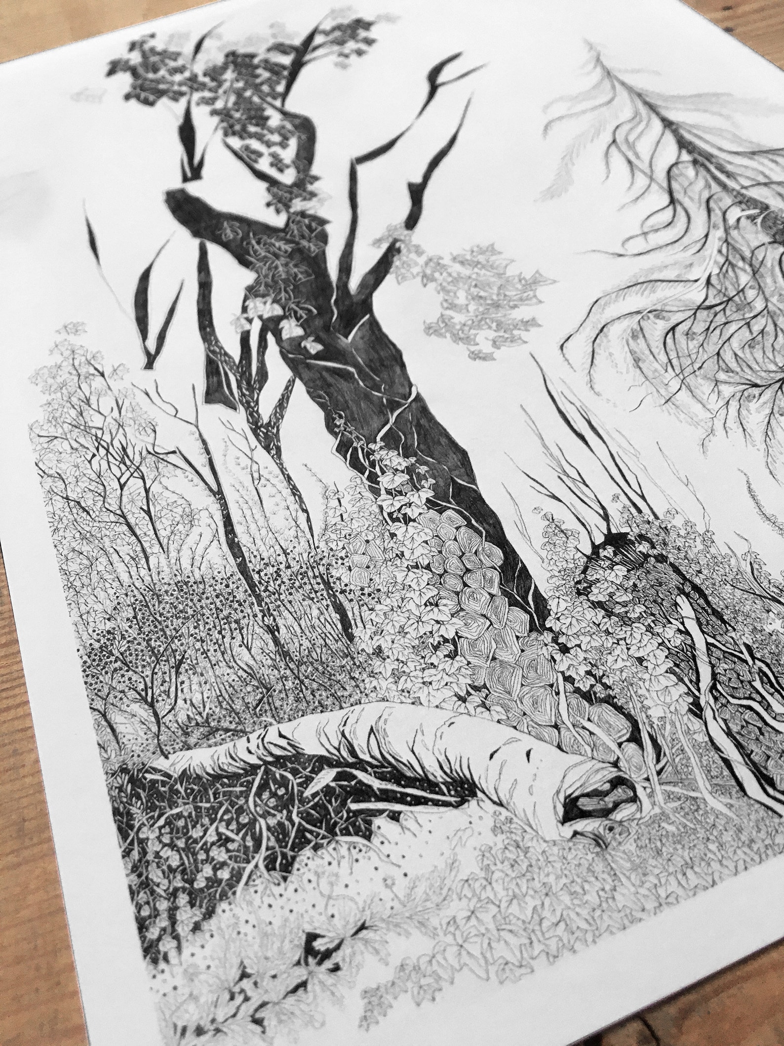 Tree Print Fine Art Print Tree Drawing Autumn Forest Image - Etsy