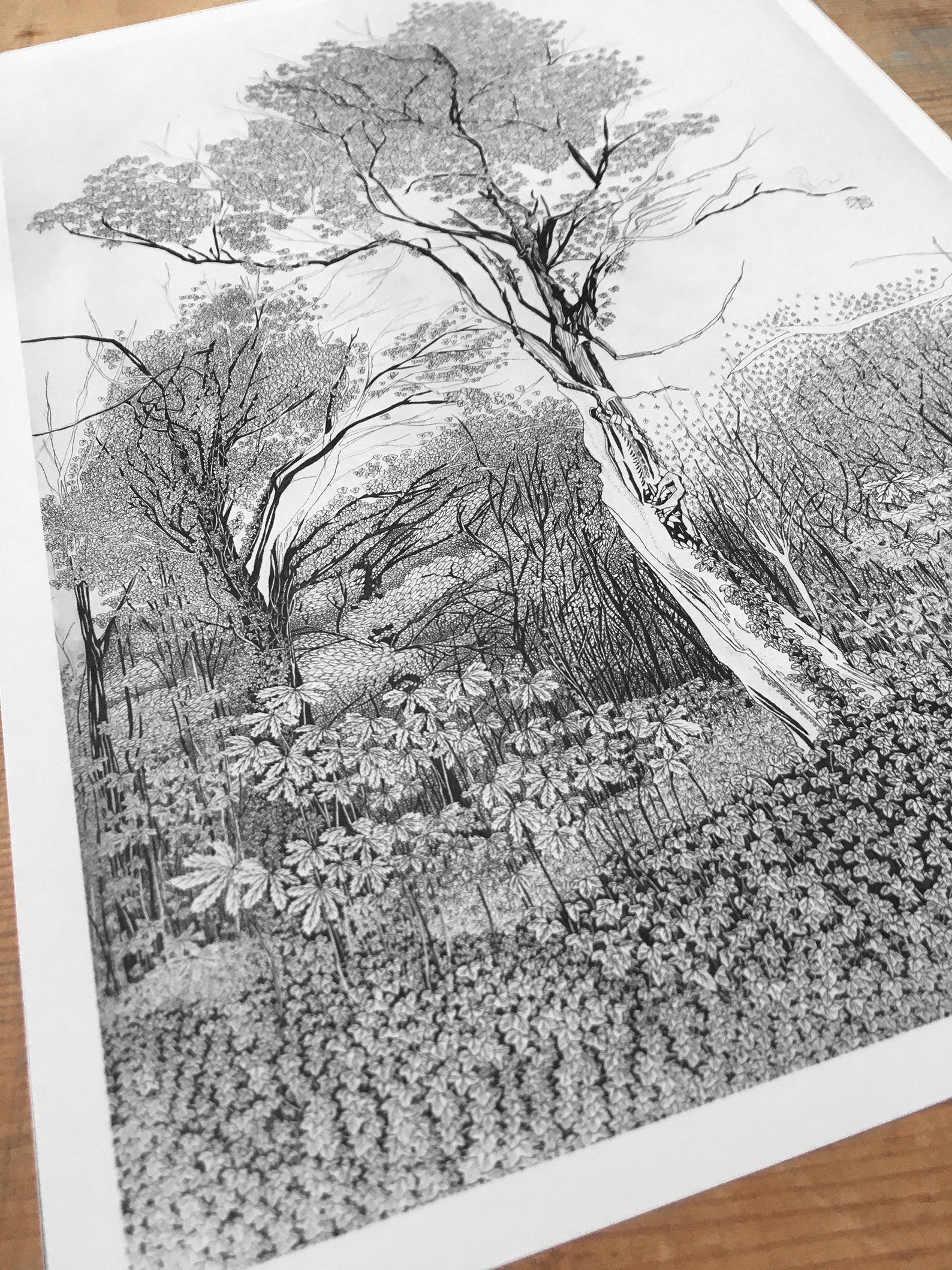 Tree Drawing Fine Art Print Woodland Decor Beautiful Forest | Etsy