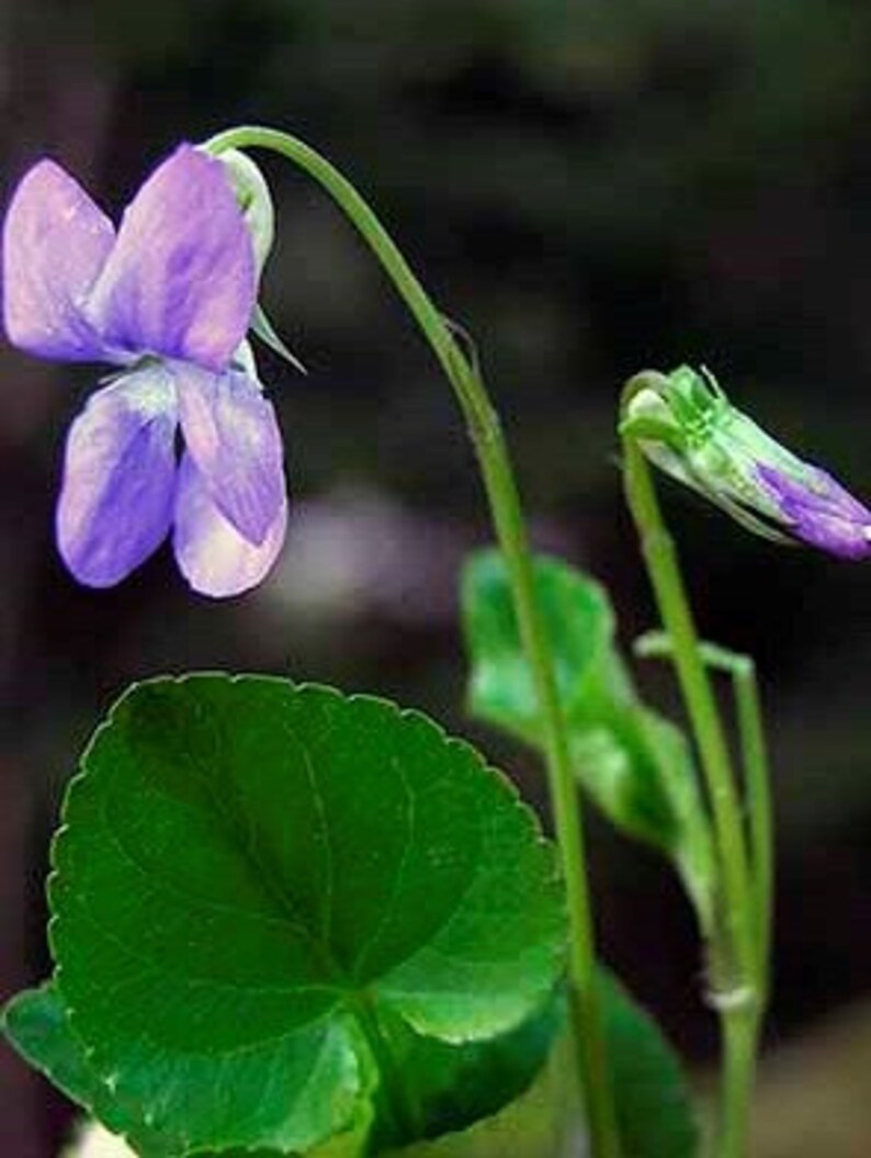 Common Blue Violets And/or Bi-color Violets, Wild Violets, 10 Bareroot ...