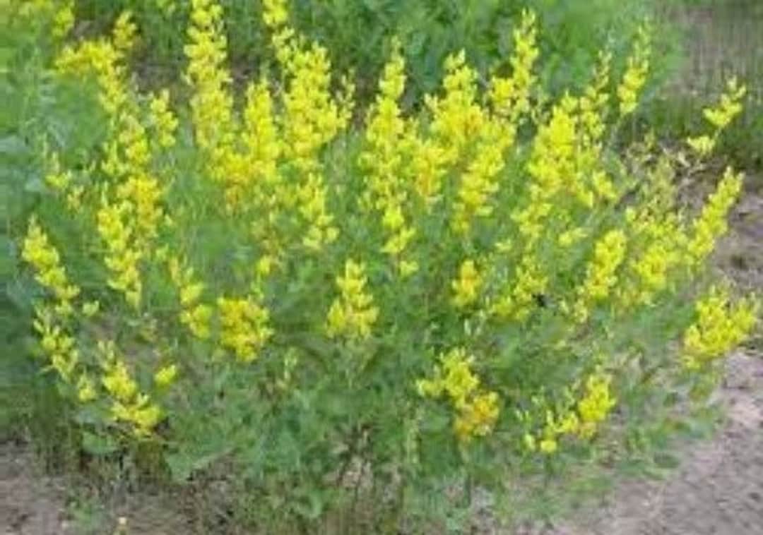 Small Yellow Wild Indigo (baptisia Tinctoria), 10 Seeds Plus Legume ...