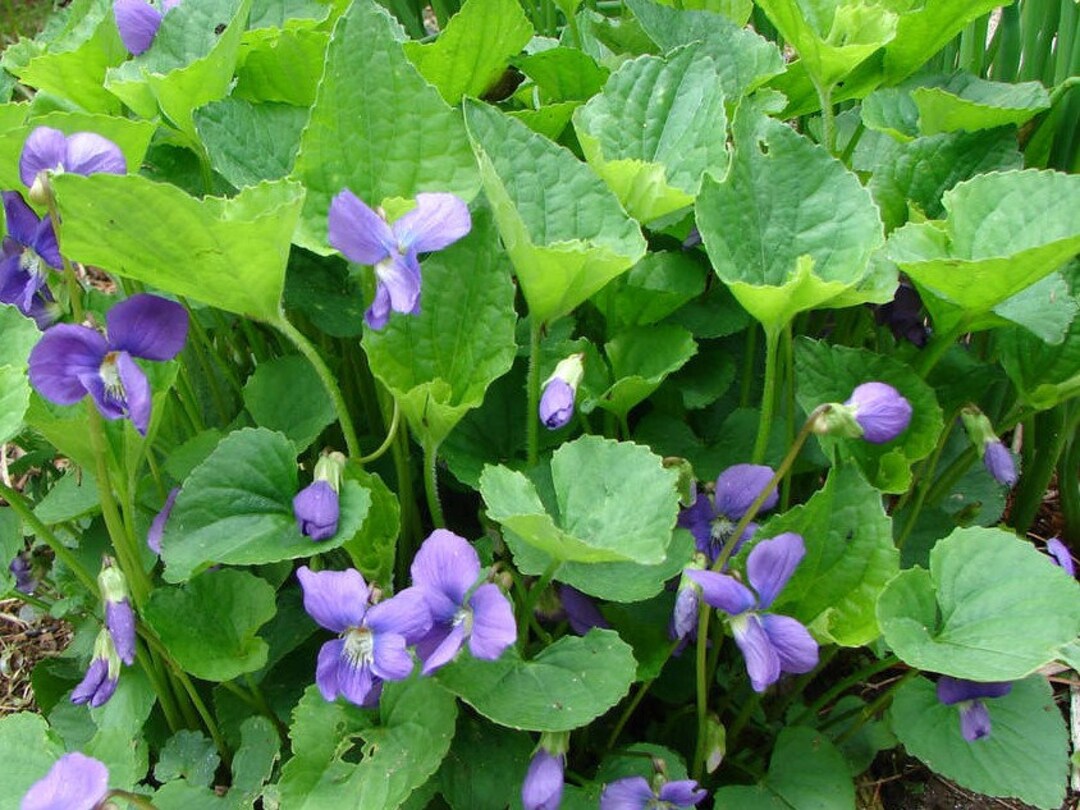Common Blue Violets And/or Bi-color Violets, Wild Violets, 10 Bareroot ...