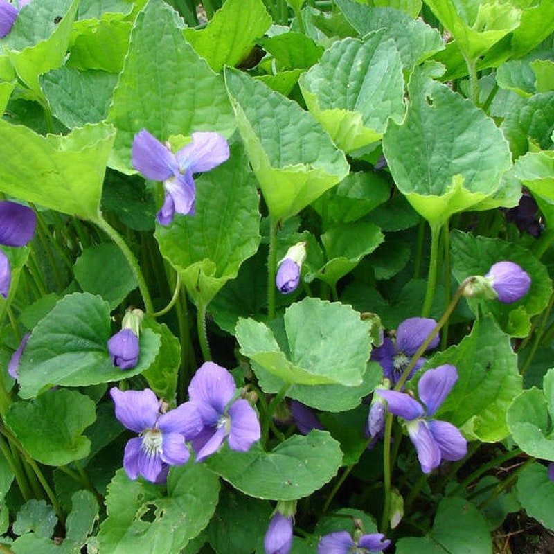 Wild Violet Seeds - Etsy