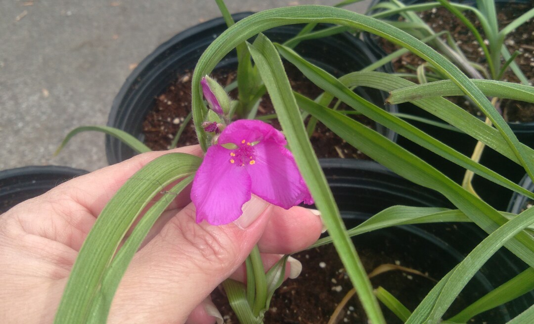 Pink Spiderwort, LIVE PLANT, 3 Root Divisions, Organic & Untreated ...