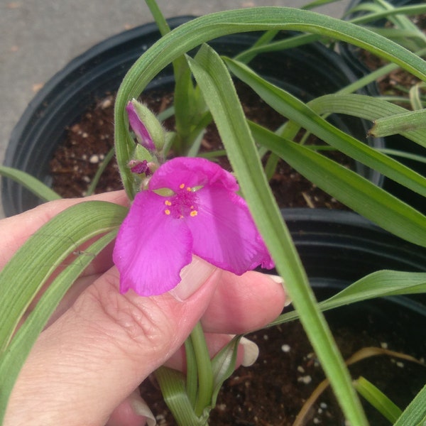 Spiderwort - Etsy