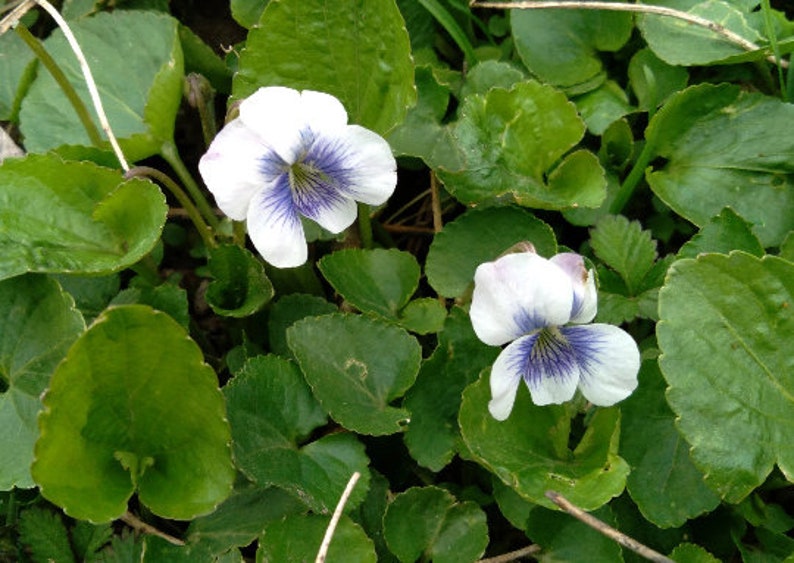 Common Blue Violets And/or Bi-color Violets, Wild Violets, 10 Bareroot ...