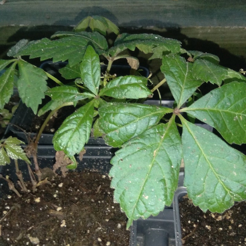 Virginia Creeper - Etsy