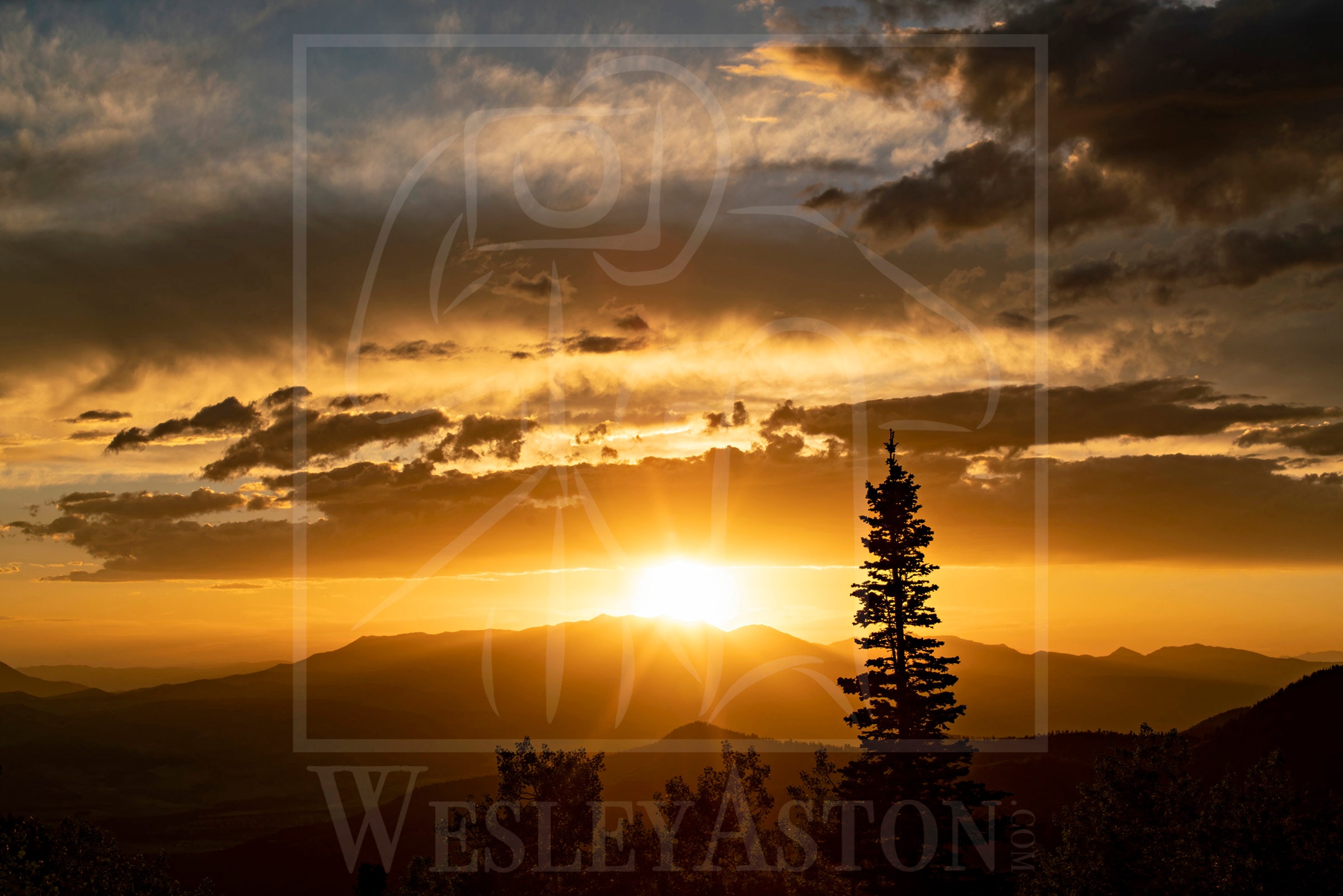 Sunset Pine Tree Mountain