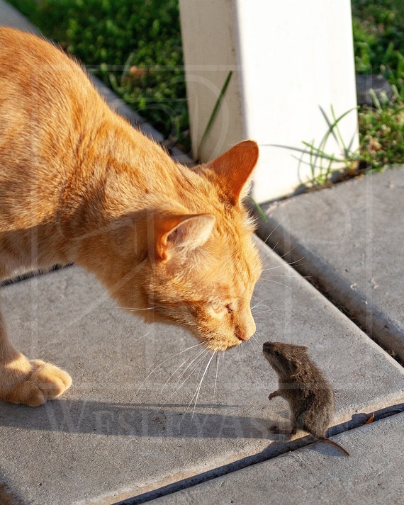 Cat And Mouse Friendship