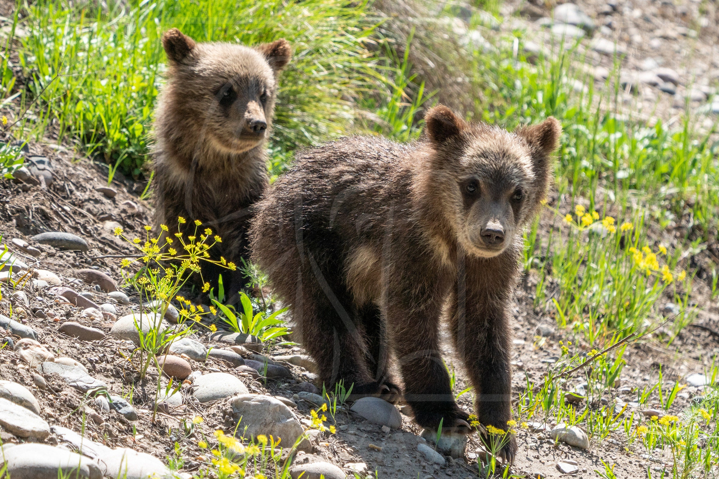 Grizzly Bear Cubs, Digital Download, Wildlife, Nature, Cute Animals, - Etsy