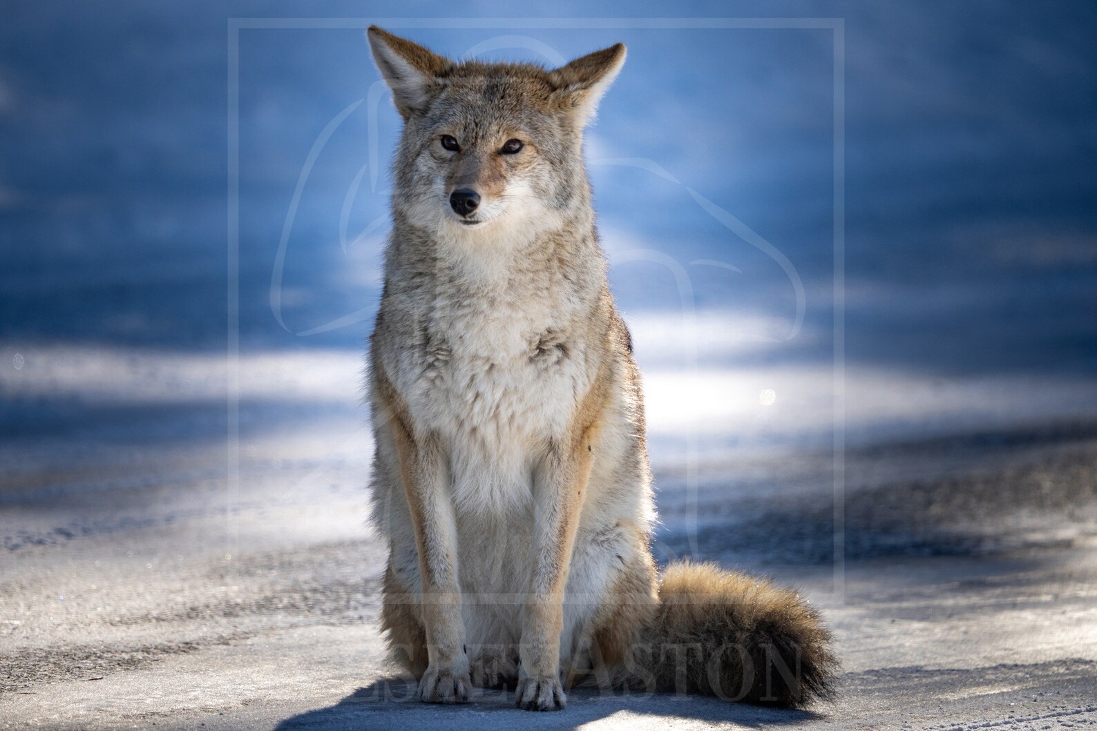 Curious Coyote | Wildlife Photography | Nature Photography | Wild | Digital Download - Etsy