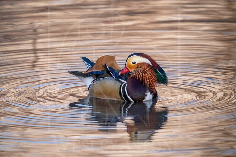 Mandarin Duck, Waterfowl, Drake, Digital Download, Wildlife, Bird ...