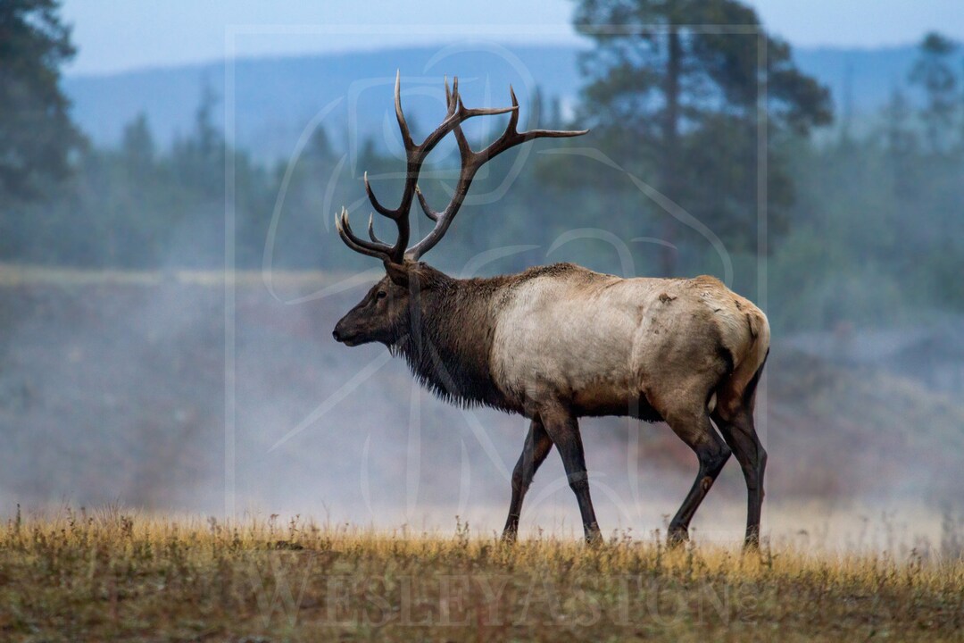 Bull Elk in the Mist, Digital Download, Wildlife Photography, Nature ...