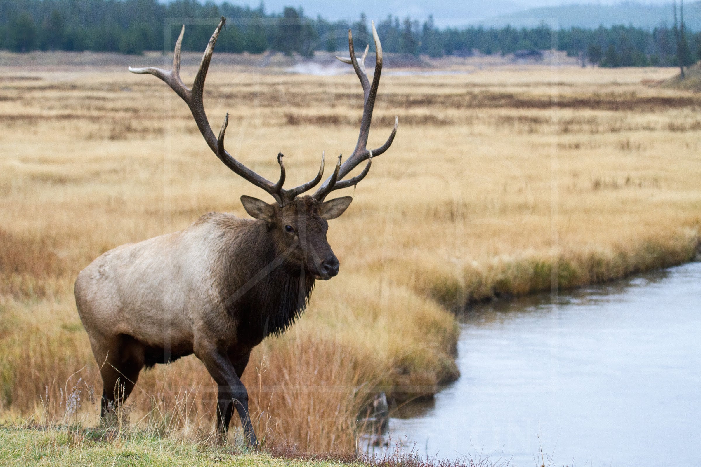 Bull Elk, Digital Download, Wildlife, Nature, Antlers, Elk in ...