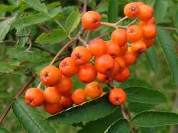 Rowan Tree Seeds Mountain Ash tree Sorbus Dogberry Tree | Etsy