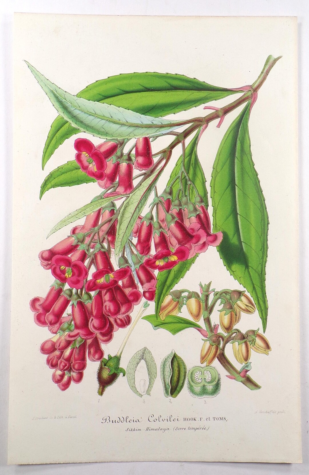 1858 BUTTERFLY BUSH Buddleia Colvilei Original Antique Botanical Print ...