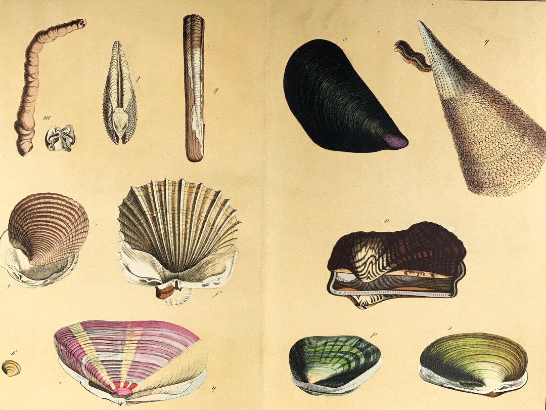 Antique SEA SHELL Lithograph Print Aquatic - Etsy