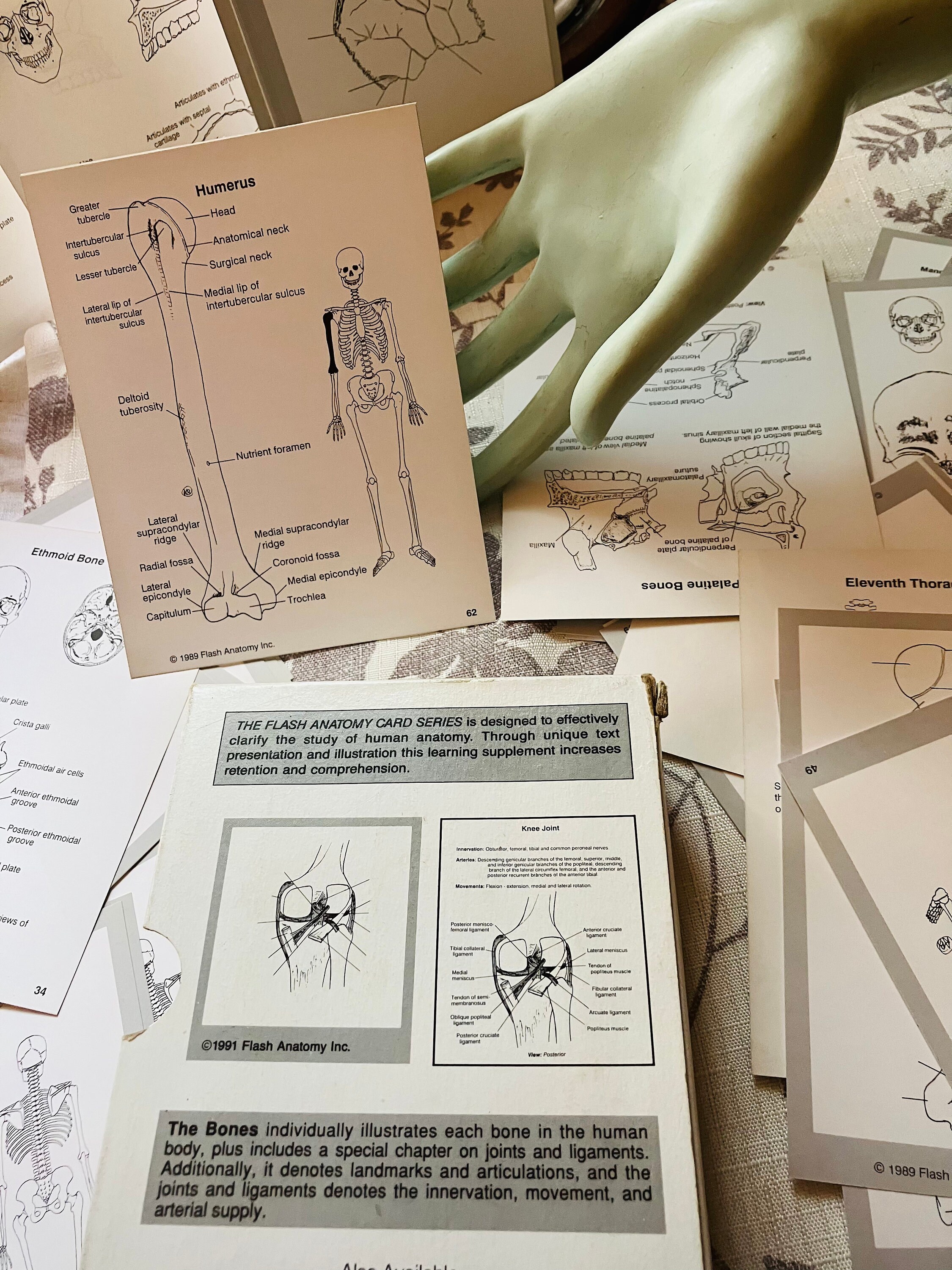 Vintage Anatomy Flash Cards Human Body Teaching - Etsy