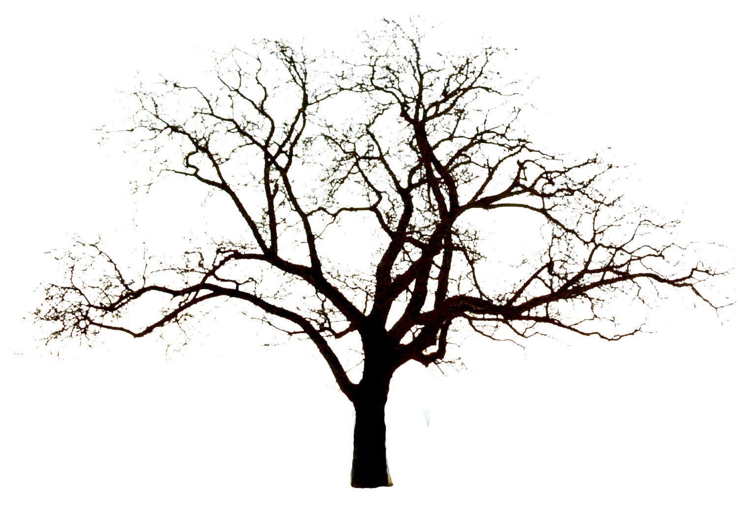 Rocks and Trees Overlay for Photoshop: Transparent Background Natural ...