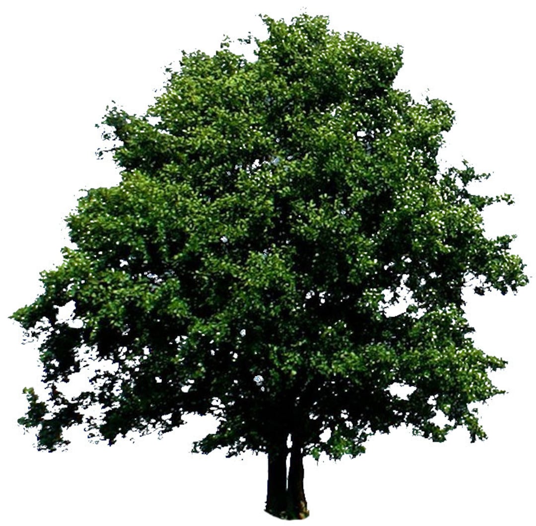 Rocks and Trees Overlay for Photoshop: Transparent Background Natural ...