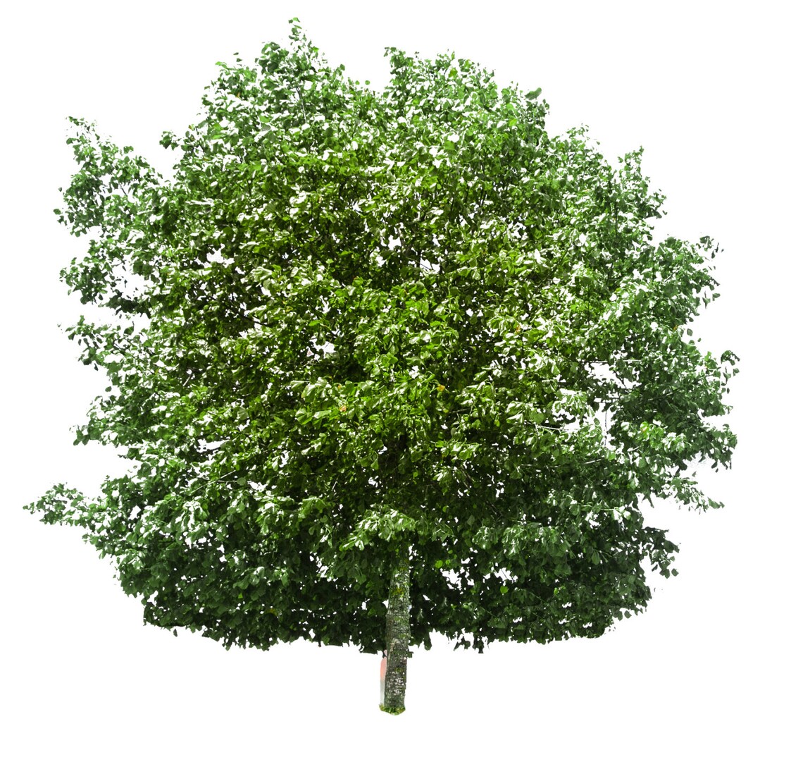 Rocks and Trees Overlay for Photoshop: Transparent Background Natural ...